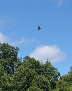 River Heritage - Hovering Hawks Quilt Block• Creative Bee Studios